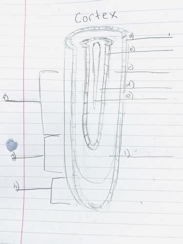 Cortex Flashcards Quizlet