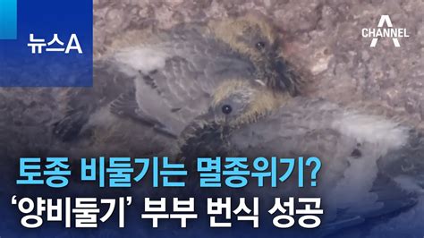 토종 비둘기는 멸종위기…‘양비둘기 부부 번식 성공 뉴스a Youtube