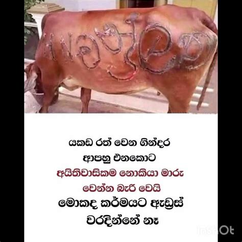 මේ වගේ අහිංසක සත්තුන්ට මෙහෙම කරන්න එපා Youtube