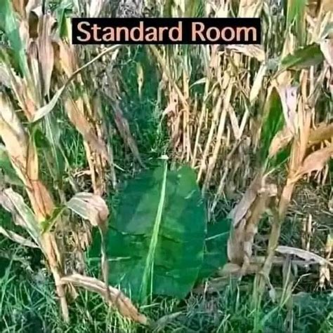 Heather And Xavier Need Helps With Choosing Their Room For Valentines Day 🤣😆😆 R Peoplebetrippin