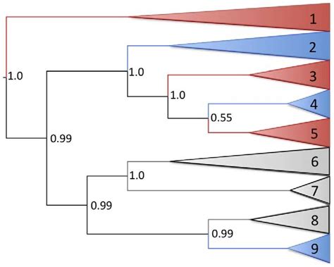 Bayesian Partitioned Mitogenome Phylogeny Clades Are Collapsed Branch
