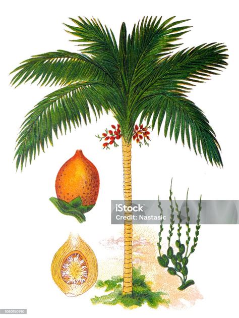 Areca Nut Palm