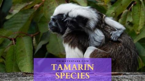 Tamarin Species Classification Taxonomy Factsheets Primates Park