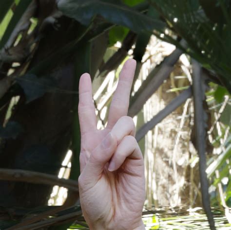 Asl Alphabet Object Detection Dataset And Pre Trained Model By Lsmdetection