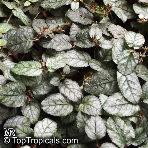 Hemigraphis Sp Waffle Plant Top Tropicals Plant Encyclopedia