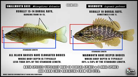 Warmouth Bass Warmouth Bass