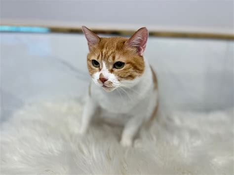 코리안숏헤어 핑크 요크셔테리어무료입양사이트 웰시코기무료입양사이트 이탈리아그레이하운드무료입양사이트 치와와무료입양사이트 코카스파니엘무료입양사이트 폼스키무료입양사이트 폼치무료입양