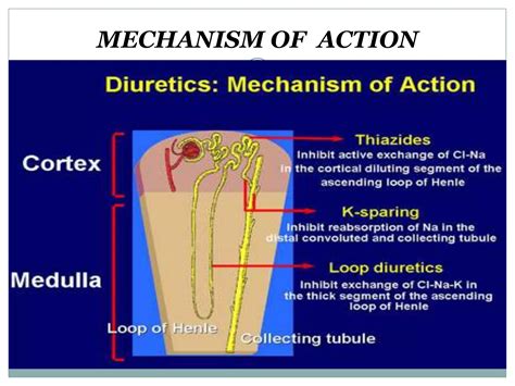 Diuretics Pptx
