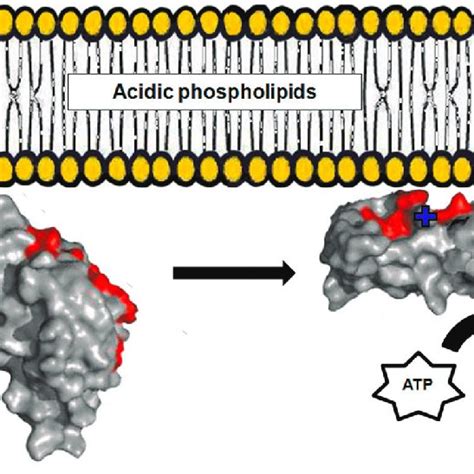 The Electrostatic Surface Was Calculated By Pymol Molecular