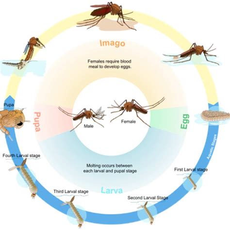 Distribution Of Yellow Fever In South America Figure Obtained From The
