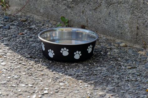 Cocker Spaniel Grooming Techniques Mastering The Perfect Cocker Cut