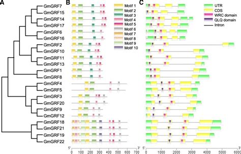 Genome Wide Identification Of Grf Transcription Factors In Soybean And Expression Analysis Of