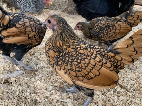 Golden Sebright Bantam Chicken For Small Gardens And Show