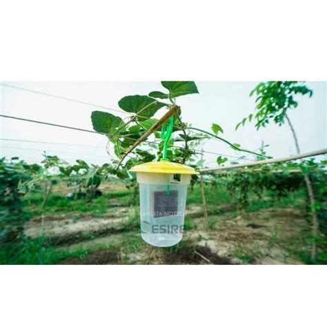 Insect Monitoring Trap Yellow Design Advanced Insect Detection For Agricultural Use At Best