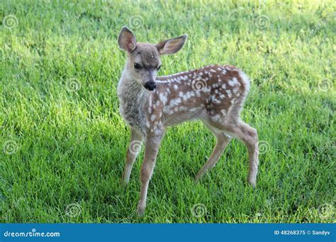 Mule Deer Fawn Stock Image Image Of Wildlife Summer 48268375