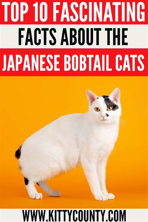 Japanese Cat Breeds List 14 Cat Breeds From Asia With Incredible Histories Gihou