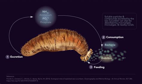 Sea Cucumber Internal Diagram