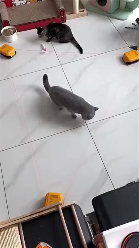 Cat Vs Particle Accelerator Album On Imgur