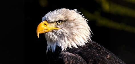 Bald Eagle Beak Cropweb Good Nature Travel Blog