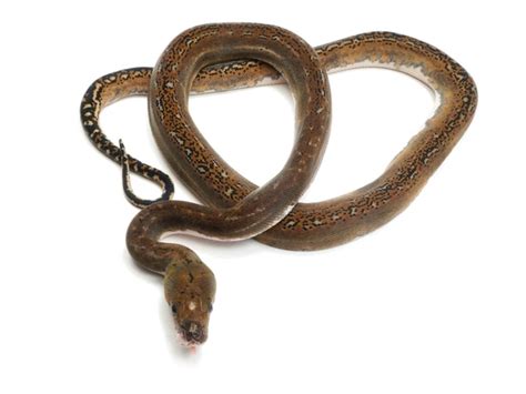 Motley Tiger Pied Reticulated Python By New England Reptile Distributors