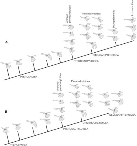 Evolution Of The Pterosaur Pelvis