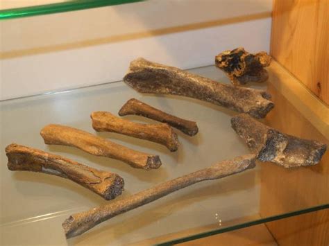 Specimen Of Cave Bear Côte Val Sanagra Museum