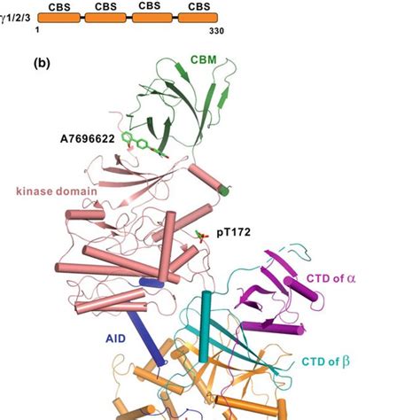 21 The Components And Determined Structures Related To The Hops