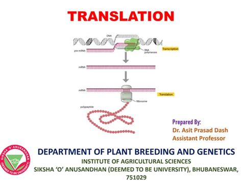 Gene Expression Translation Pdf Programming Languages Computing