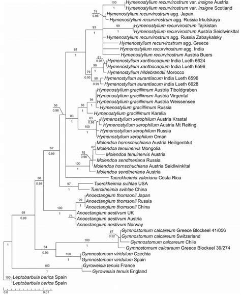 Boostrap Consensus Tree Showing Branch Lengths From The Maximum