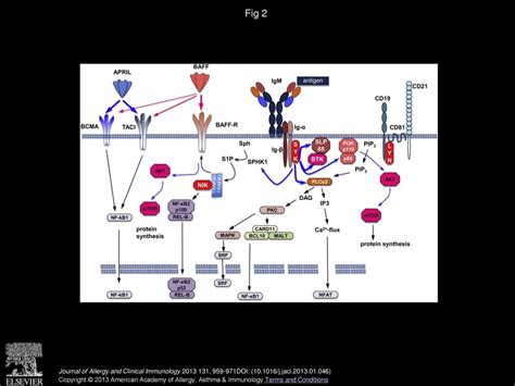 b cell biology and development ppt download