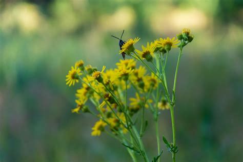 Flowers Butterfly Pollination Free Photo On Pixabay