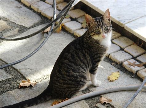 Domestic Pussy Cat Free Image Download