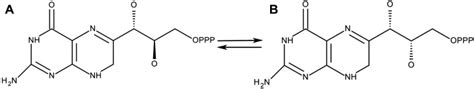 Chemdraw Representation Of The Epimerase Reaction Catalysed By Folx
