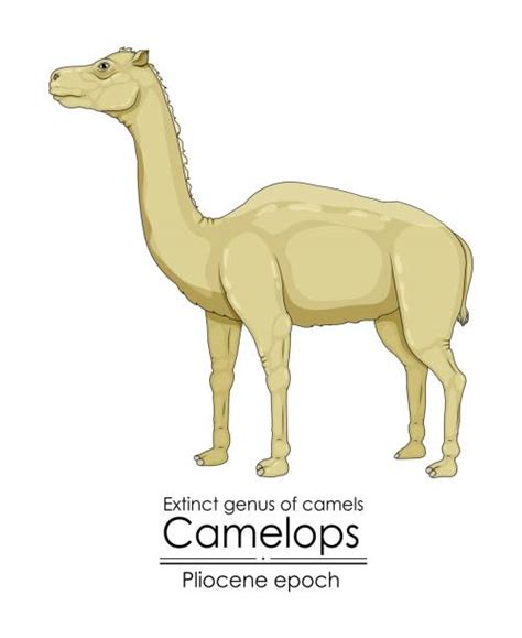 90 Pliocene Illustrations Stock Illustrations Royalty Free Vector