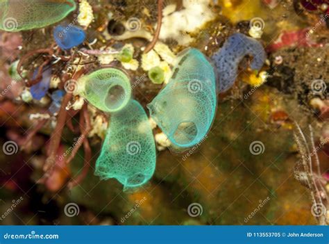 Tunicates Off Bali Coast Stock Image Image Of Soft 113553705