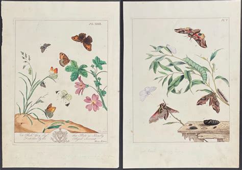 Sold Price Moses Harris 3 Entomology Engravings May 6 0122 1000