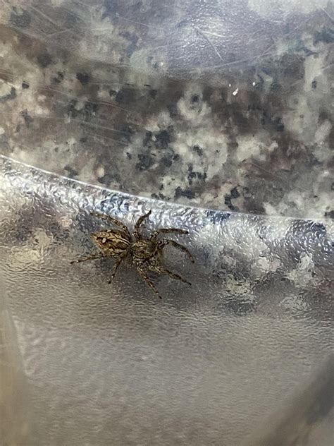 What Spider Is This R Spiders