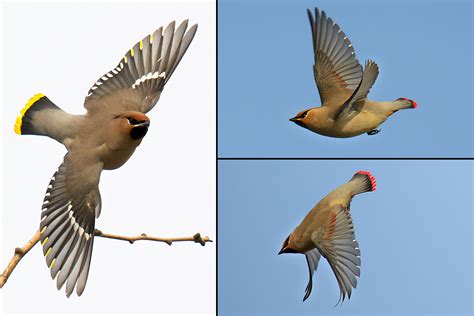 Bohemian Waxwing Archives Shanghai Birding 上海观鸟
