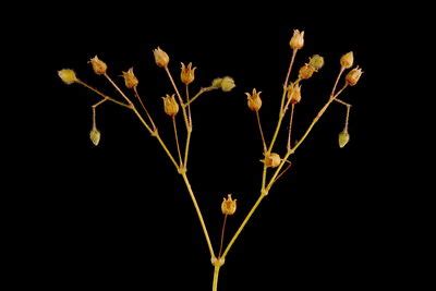Spergula Arvensis L Plants Of The World Online Kew Science