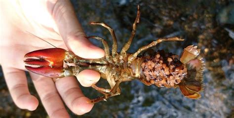 Large Female P Leniusculus With Recently Hatched Out Juveniles Still