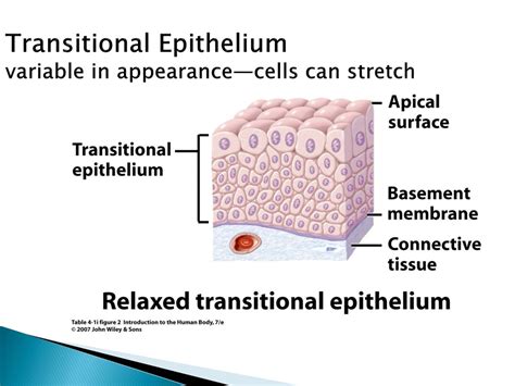 Ppt Epithelial And Connective Tissues In Human Body Powerpoint