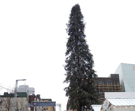 What The Fuck Were You Thinking Montreal That Tree Is An