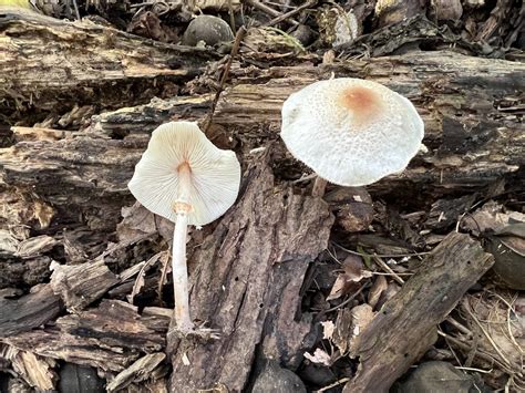 Stinking Dapperling From Lexington In Us On August 11 2022 At 0139 Pm By Brian Hunt