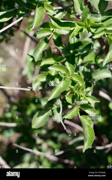 Distally Acute Proximally Round Leaves Of Blue Elder Sambucus Caerulea