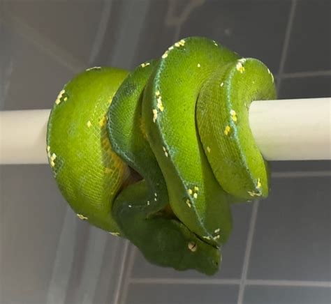 Cyclops Female Green Tree Python By Tosetti Pythons And Boas