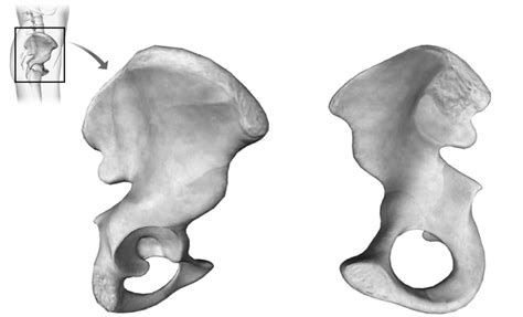 Medial And Lateral Views Of The Hip Bone Diagram Quizlet