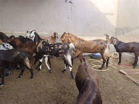 Sirohi Brown Bakara Eid Goat For Farming Gender Mel At Rs 24 500 Piece In Ajmer