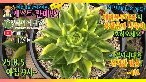 기대충족 예쁨충족🌲에버블루다육🌲게스트방송에 초대합니다 25년 8월 5일 다육이 실방 함께해요 럭셔리다육 안성 안성다육농장 다육판매영상 다육판매방 Youtube