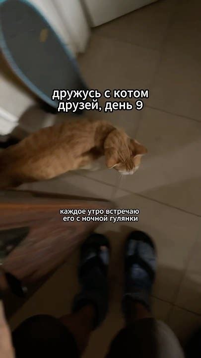 Как подружиться с котом? День 9 - YouTube