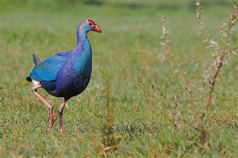 Purple Swamphen Bird Walking In The Green Grass Alone Stock Image